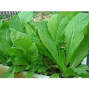 1 packet (500+ seeds) - Chinese Mustard - Small Gai Choi - Cai Be Xanh - Seeds