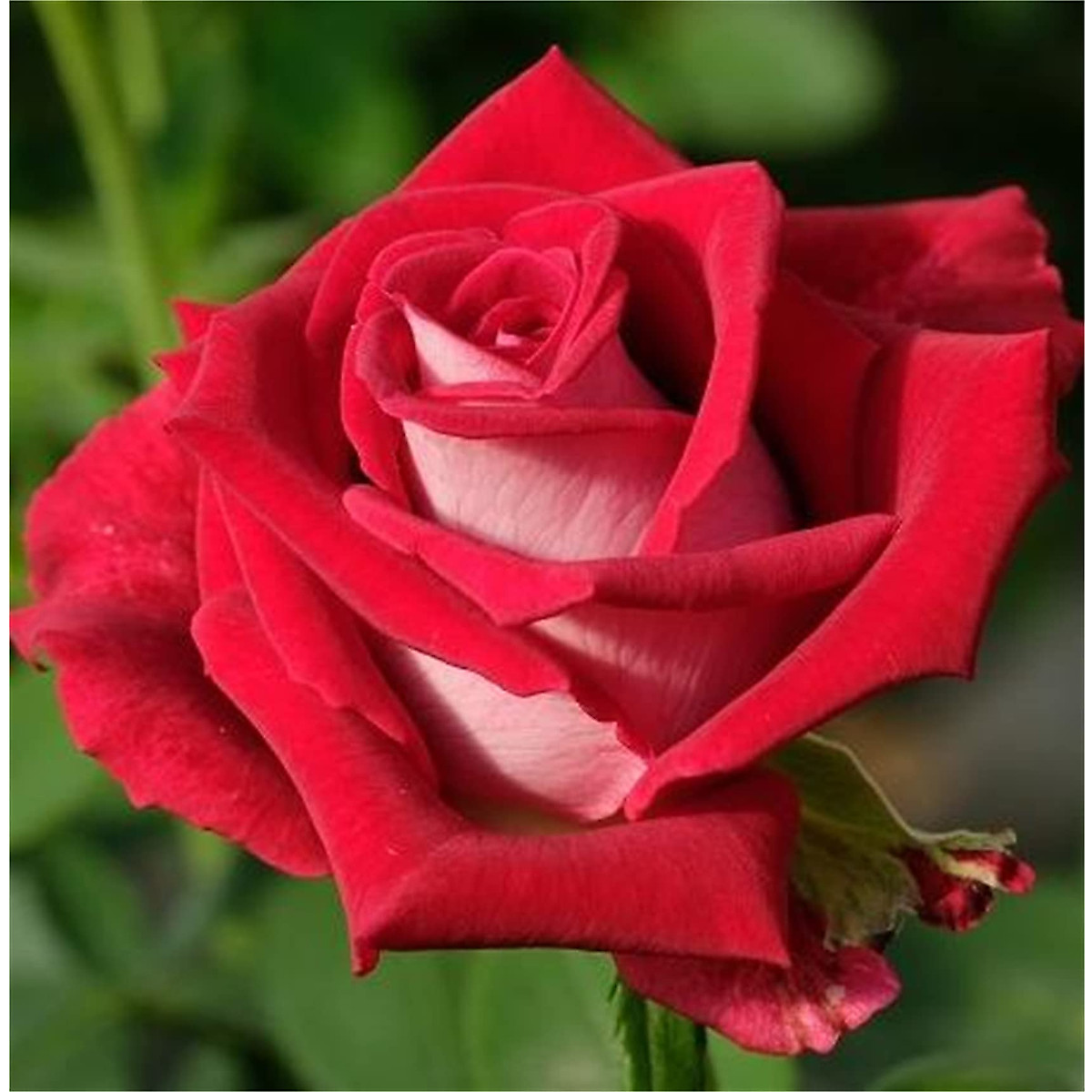 zcbang Rare Varieties Colorful Rose Seeds 100Pcs Mixed Color Rose Flower