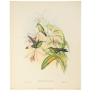 Six Full Color Prints Humming Birds. A Portfolio of Six Magnificent Color Prints.