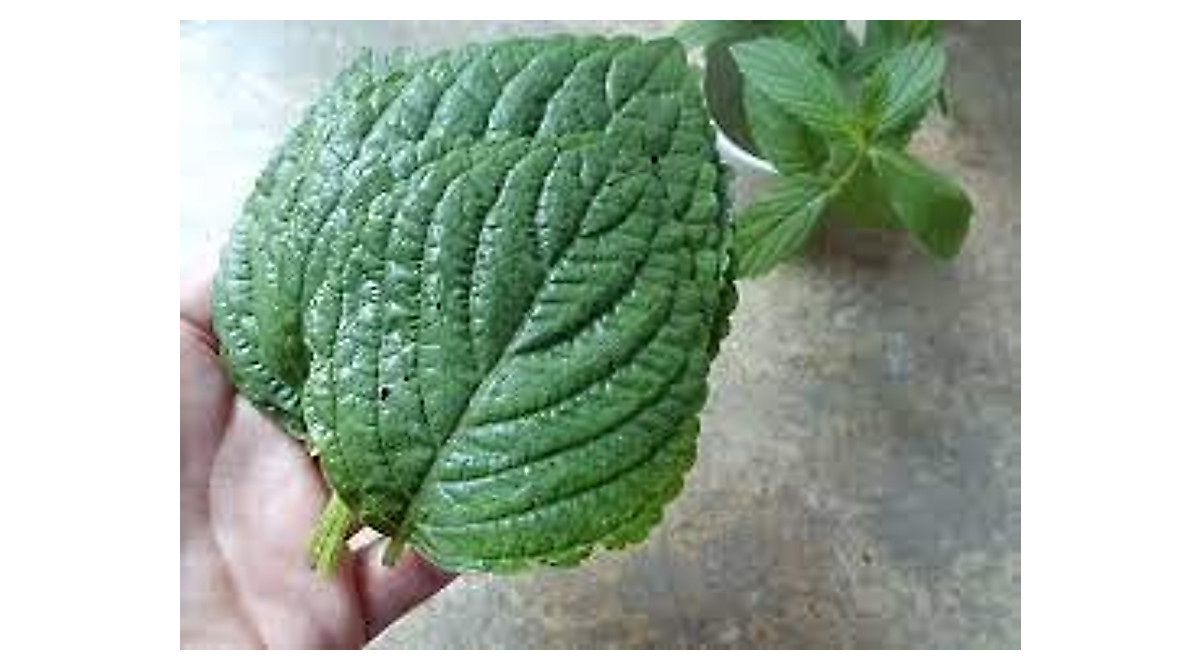 Buy Korean Shiso Seeds - Non-GMO Perilla with Rich Flavor | Gaea's Blessing