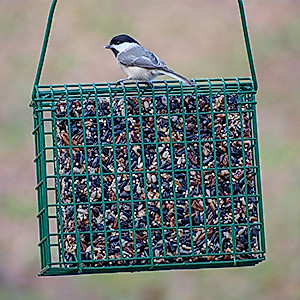 C&S Wild Bird Songbird Snak, 2lbs (Pack of 6)