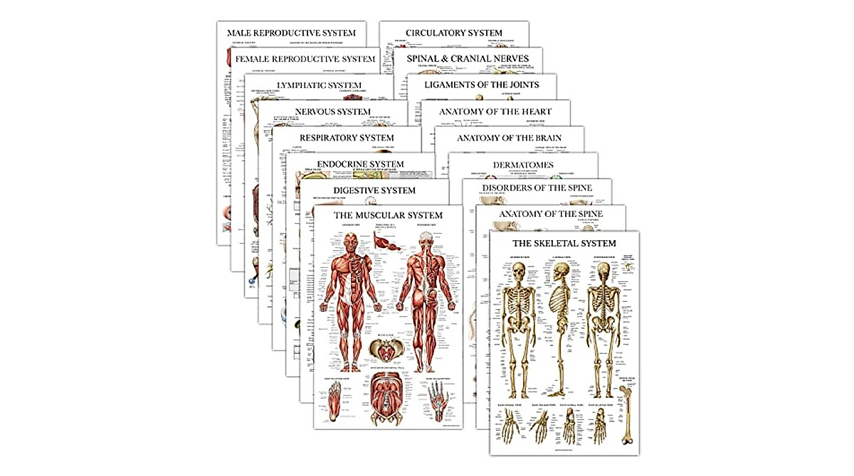 Anatomical Posters 17-Pack - Durable Human Body Charts for Learning