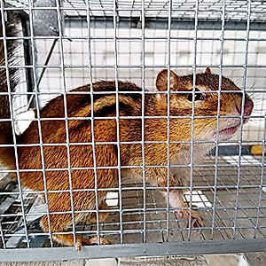 Mouse Trap,Humane Mouse Mice Trap Cage,Indoor Rat Trap,Live Pest,Squirrels, Chipmunks, Rats,Mouse Catching and Release Cage