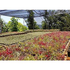 It Blooms Rainforest Grown 5 Pack Ionantha Mexican Air Plants assorted sizes - Live Tillandsia - 30 Day Guarantee