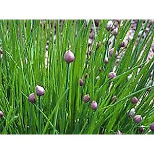 Chive Seeds, Herb, Heirloom, Non GMO, 25+ Seeds, Great Fresh or Dried Herb