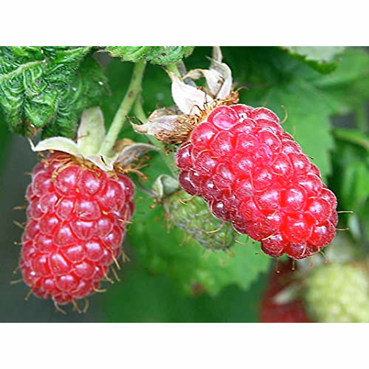 Loganberry Plant Live from 6 to 10 Inc Height, Berry Fruits Planting Ornaments Perennial Garden Simple to Grow Pots