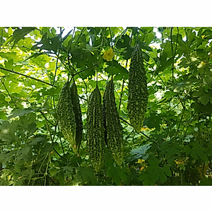 10 India Bitter Gourd Seeds, Bitter Melon Seeds, Kho Qua Rung Organic - Mai's Family