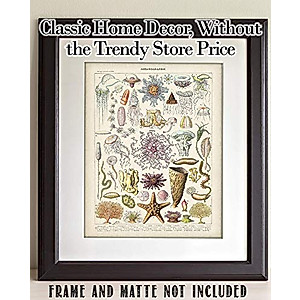 Vintage Crustaceancore Ocean Life Jellyfish Marine Biology Science Illustration Art Print by Meishe | 11x14 Unframed Art Print Poster | Great Beach House Wall Decor Poster Under $15