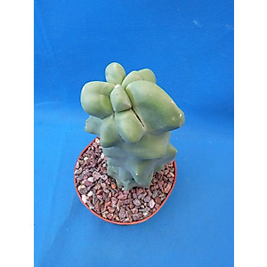 Tucson Tools Redeo 6" to 12" Tall Totem Pole Cactus (Shipped Bare Root-NO Pot!) Spineless! Very Unusual!