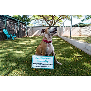 Pooping Pooches White Elephant Gag Gift Calendar