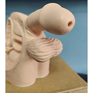 SIULAS Male Reproductive Organ Model - Anatomical Training Manikin - PVC Material, Light Brown, For Medical Professionals, Students, and Educators