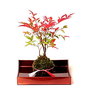 Forart 6 Inch Natural Planter Weave Moss Ball Kokedama Planter Bonsai Plant Flower Pot Garden Decor Flower Holder Pot Garden Plant Potted Hydrating Flowerpot