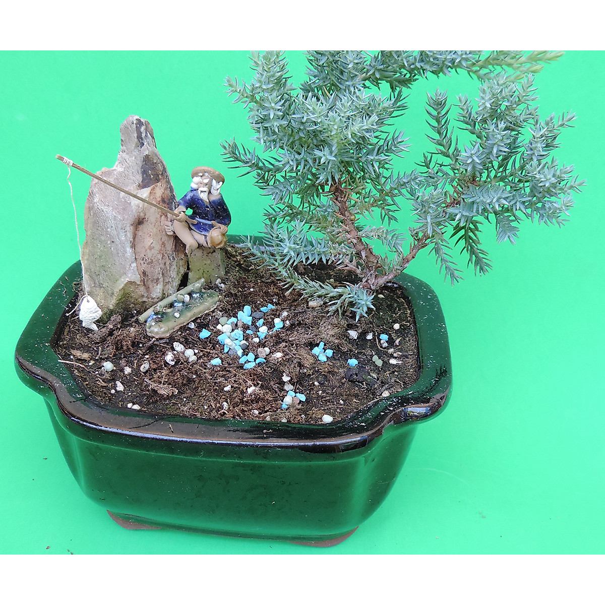 Fisherman with Dangling Fish Juniper Bonsai Tree Sold by JM Bamboo