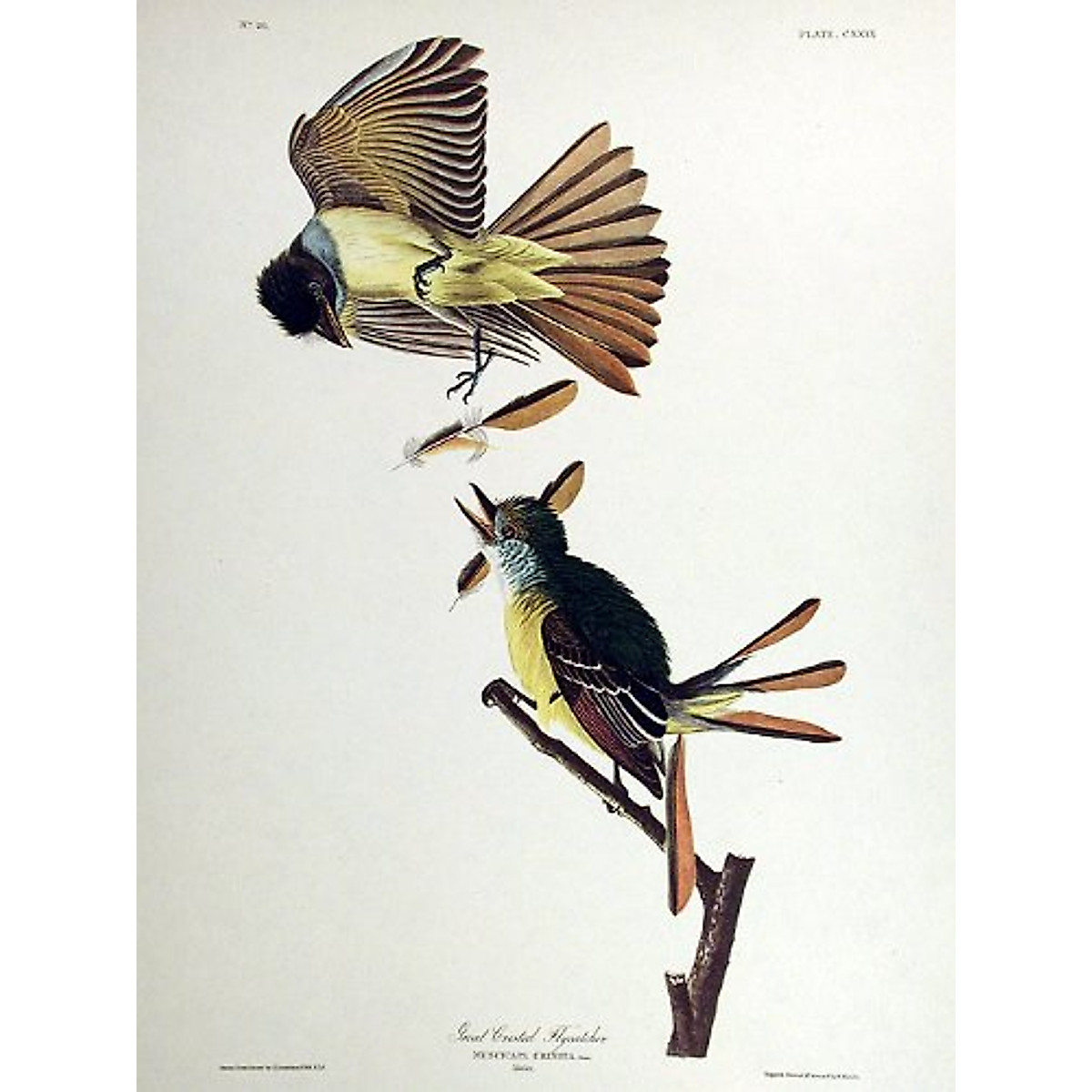 Great Crested Flycatcher. From"The Birds of America" (Amsterdam Edition)