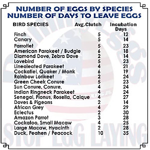 DummyEggs 2 Medium Parrot Dummy Eggs to Control Laying! 1.5" x 1" (3.7 x 3cm) Non-Toxic Solid Plastic Fake Bird Eggs African Grey, Eclectus, Azn, Small Cockatoo or Macaw. Ship Fast USA