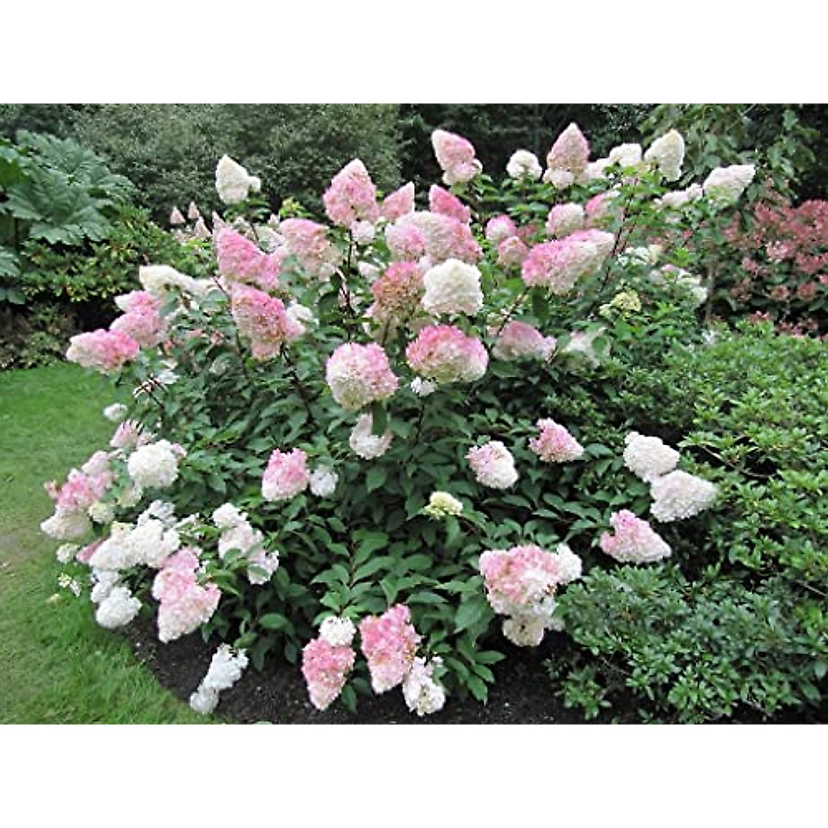 VANCEFELKEL 60+ Vanilla Strawberry Hydrangea Seeds for Planting - Strawberry Sundae Hydrangea Tree Seeds to Plant - Pink Hydrangea Flowers Tree Bush Plants Seeds Planting in Pot/Outdoors/Bonsai