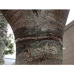 Bird Barrier Rat Out Gel Rat and Mouse Repellent – 3-Pack 1oz Rodent Repellent with Garlic Oil and White Pepper – Safe and Humane Formula – No Mess, Easy to Clean and Effective