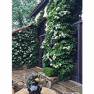 1129-Climbing Hydrangea (Hydrangea petiolaris) Seeds by Robsrareandgiantseeds UPC0764425787358 Non-GMO,Organic,- U.S.A. Grower,Bonsai -1129 Package of 7 Seeds