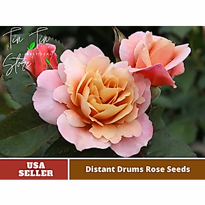 30 Rare Seeds-Distant Drums Hardy Rose Seeds-#1034-Authentic Seeds-Flowers--Rose Seeds-Herb Seeds-Vegetable Seeds-Mix Seeds for Plant-B3G1