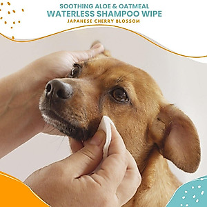 Nootie Waterless Shampoo Wipes for Dogs & Cats - Long Lasting Japanese Cherry Blossom Fragrance - Sold in Over 10,000 Vet Clinics and Pet Stores Worldwide, Made in USA - 70 Count