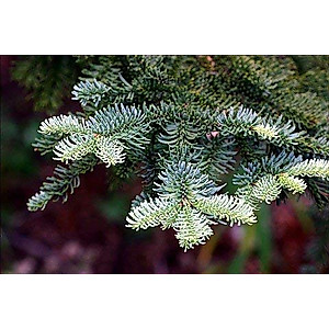 Noble Fir Seeds for Planting| 20+ Seeds | Grow Evergreen Trees