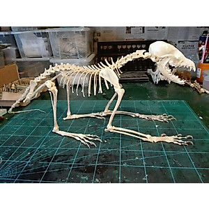 1Pcs Vulpes Vulpes Red Fox, Silver Fox, Cross Fox Skull Complete Animal Skeleton Specimen