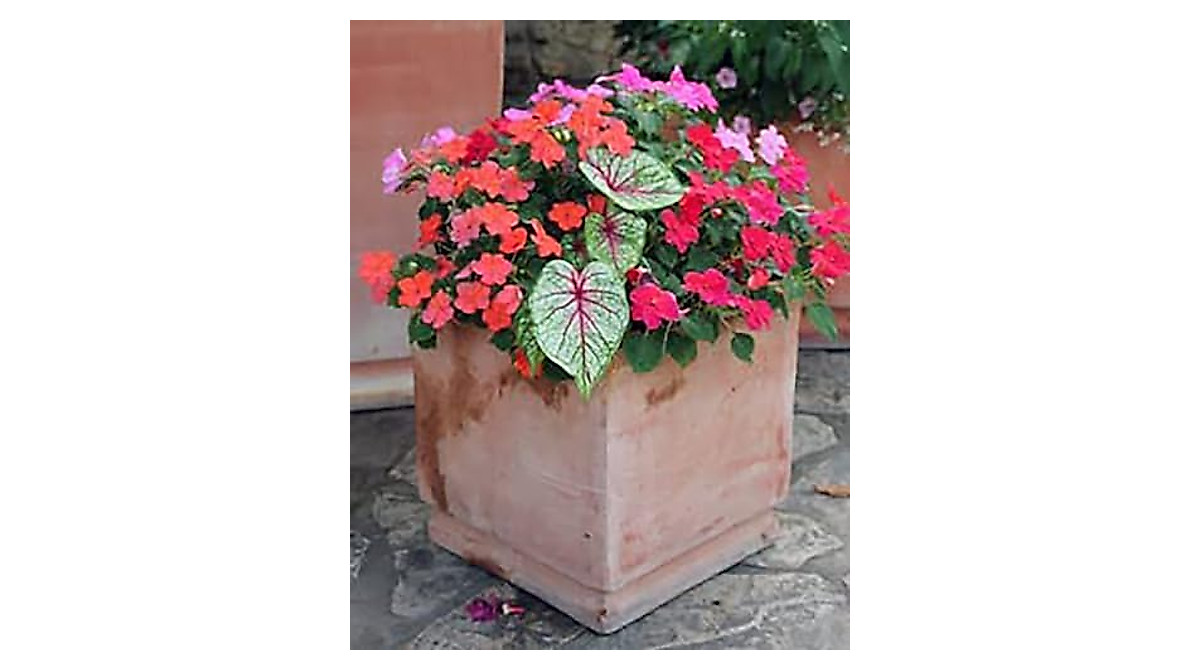 Fancy Leaf Caladium - June Bride - Large Size Root - Zones 9-11 — 🛍️ ...
