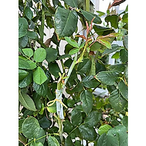 HAINANSTRY Grafting Tape 2 PCS, Stretchable Garden Grafting Tape Plants Repair Tapes for Floral Fruit Tree and Poly Budding Tape - Green & White