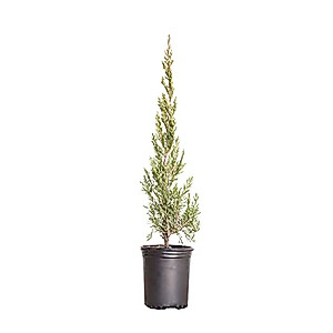 Spartan Juniper (2.5 Quart) Fast Growing Evergreen Tree with Dense Green Foliage - Full Sun Live Outdoor Plant