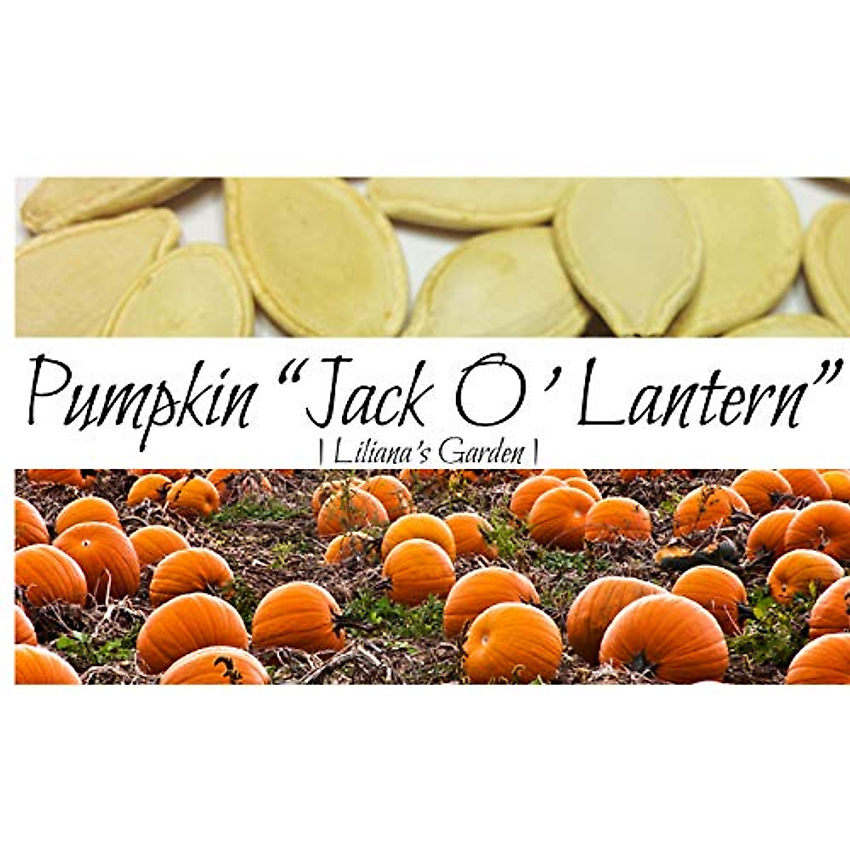 Pumpkin Seeds - Jack O'Lantern - Heirloom - The Original Carving Pumpkin - Liliana's Garden
