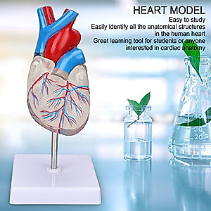 Heart Model, Transparent Design Heart Organ Model for Teaching aids