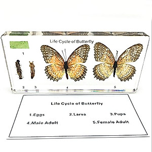 Lifecycle of a Butterfly Paperweights Science Classroom Specimens for Science Education