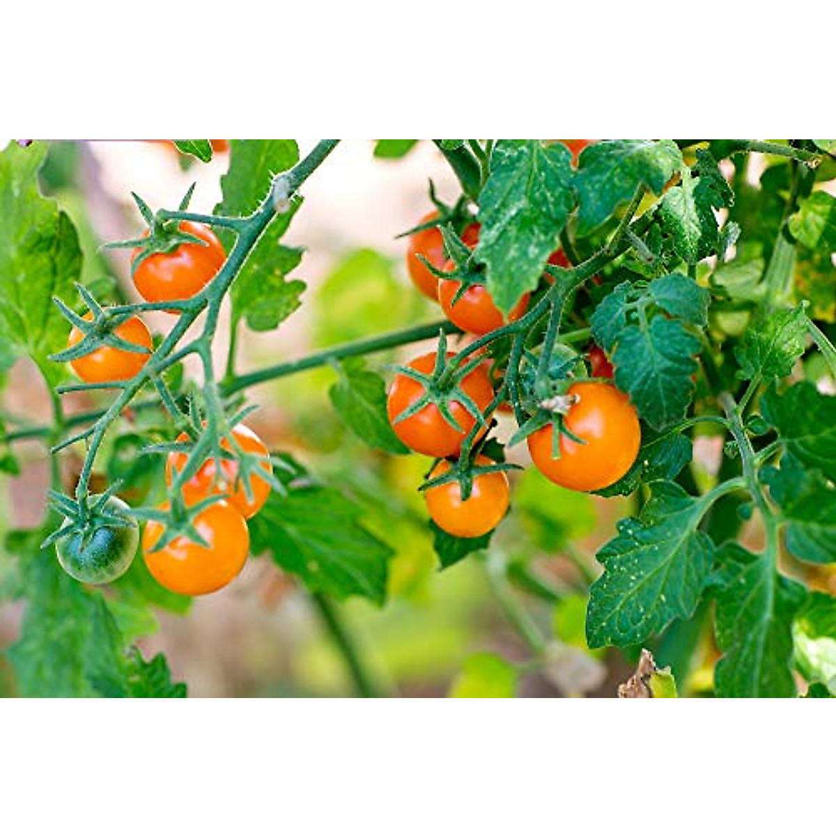 "Gold Nugget" Cherry Tomato Seeds for Planting, 25+ Heirloom Seeds Per Packet, (Isla's Garden Seeds), Non GMO Seeds, Botanical Name: Solanum lycopersicum 'Gold Nugget', Great Home Garden Gift