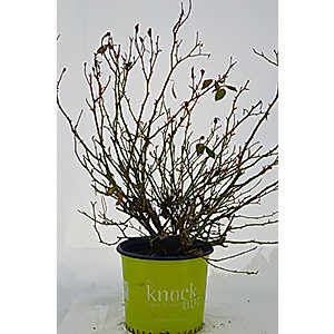 Star Roses Knockout Series 11892 Star Series Roses Knock Out, 3 Gallon, Sunny Knockout