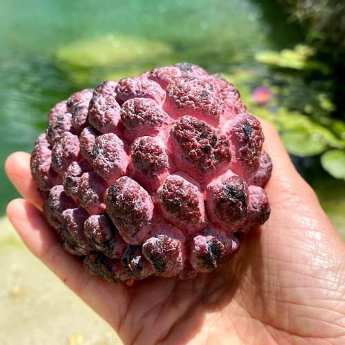 CHUXAY GARDEN Annona Cherimola-Purple Cherimoya,Custard Apple,Sugar Apple Tree 10 Seeds Survival Gear Food Seeds