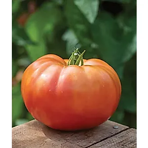 Burpee Steakhouse Hybrid 25 Non-GMO Large Beefsteak Garden Produces Giant 3 LB Fresh Tomatoes | Vegetable Seeds for Planting