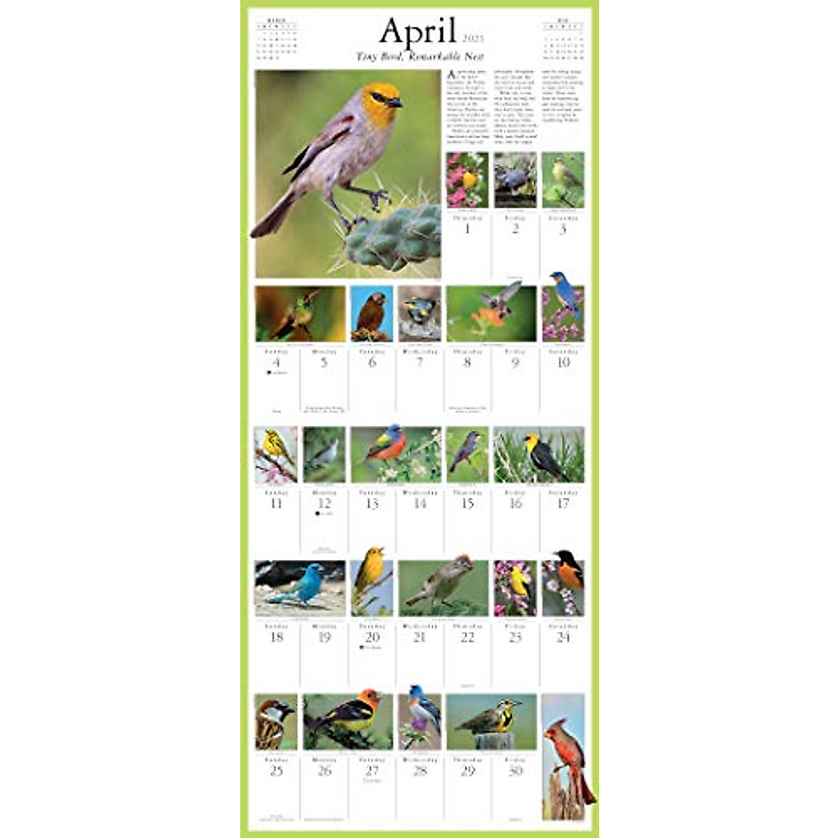 Audubon Songbirds and Other Backyard Birds Picture-A-Day Wall Calendar 2021