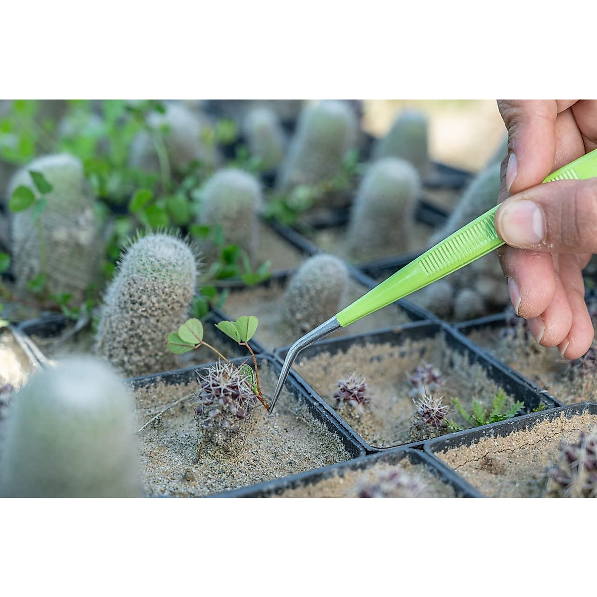 HADIZ Stainless Steel Garden Tweezer Two Piece Set with Curved Tip Tweezers for Cactus and Succulents Gardening