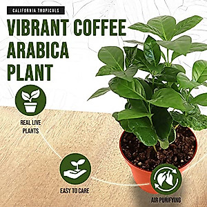 California Tropicals Arabica Coffee Plant - 4'' Live Plant, Coffee Tree, Cutie Beans, Indoor Plant Care, Gift for Coffee Lovers, House Plants Indoors for Beginners, Flowering Trees & Shrubs