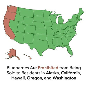 Premier Rabbiteye Blueberry Bush (2.5 Quart) Fruit-Bearing Deciduous Shrub - Full Sun Live Outdoor Plant