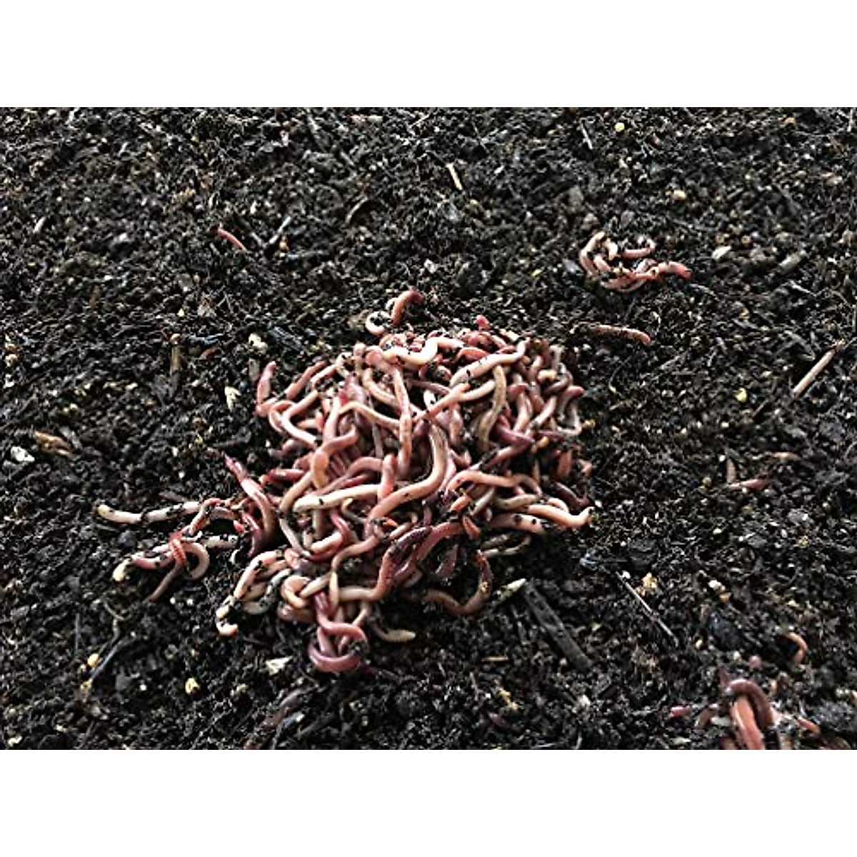 Worms 3/4 Pound Red Wiggler Composting