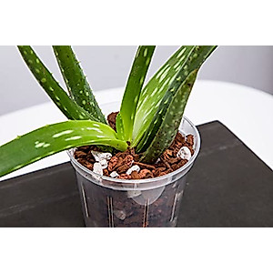 rePotme 6 inch Orchid Pot 3 Pack - Slotted Orchid Pots with Holes for Repotting (Crystal Clear)