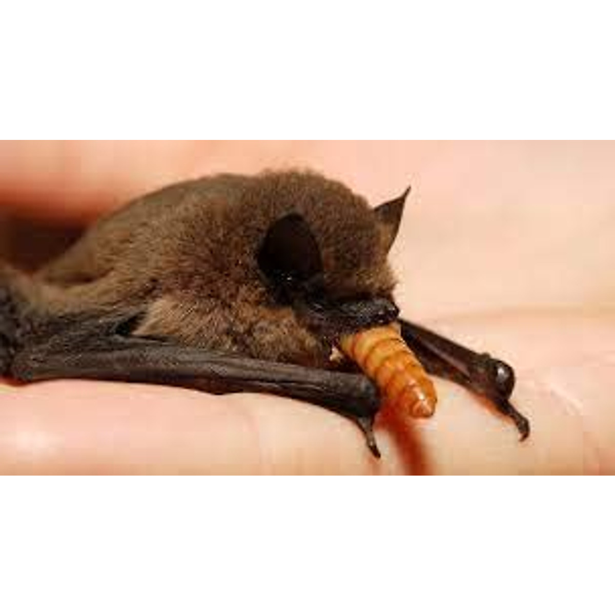 The Mad Jungle TM 125 Live Large 1 1/2 to 2 inch Superworms Live Arrival Guaranteed