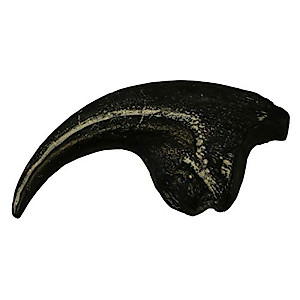 Allosaurus Dinosaur Life Size Claw Fossil Replica
