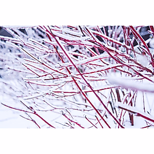 8 Red Dogwood Cuttings to Plant - No Roots, Easy to Grow