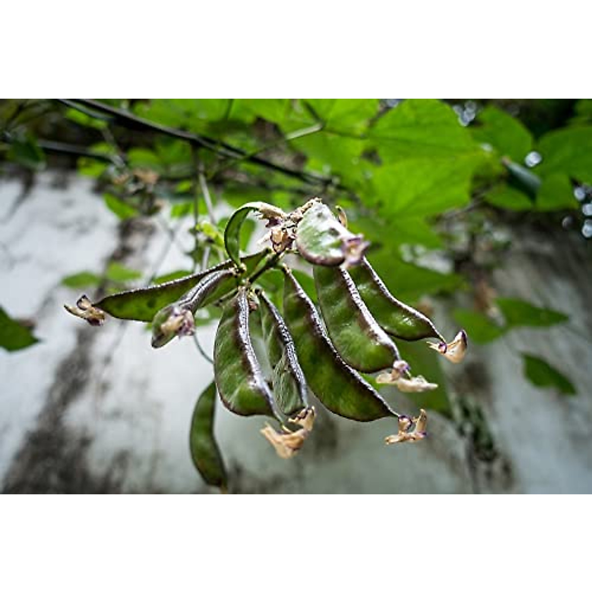 Jackson Wonder Lima Bush Bean Seeds for Planting, 50+ Heirloom Seeds Per Packet, (Isla's Garden Seeds), Non GMO Seeds, Botanical Name: Phaseolus lunatus, Great Home Garden Gift