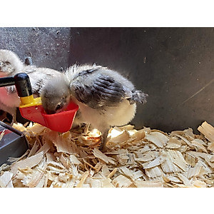 Backyard Barnyard 4 Pack NO PECK Poultry Cup Waterer Drinker for Chicken Ducks Quail (Hardware Included) Chooks Bebederos para Gallinas