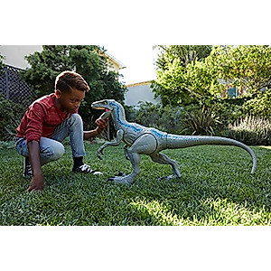 Mattel Jurassic World Super Colossal Velociraptor Blue Dinosaur Action Figure Toy, 3.5-ft Long with Eating Feature (Amazon Exclusive)