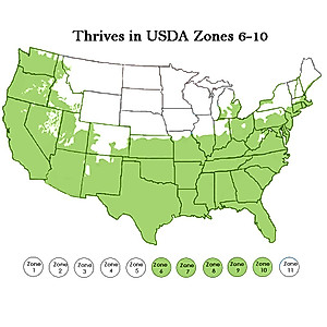Proven Winner Pugster Amethyst 2 Gal. Buddleia, Purple Blooms