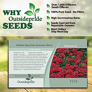 Outsidepride Perennial Sedum Summer Glory Heat & Drought Tolerant, Succulent, Stonecrop Ground Cover Plants - 1000 Seeds